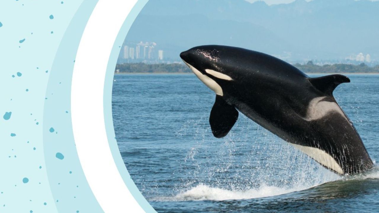Amazing Whale Picture Books For Children Of All Ages